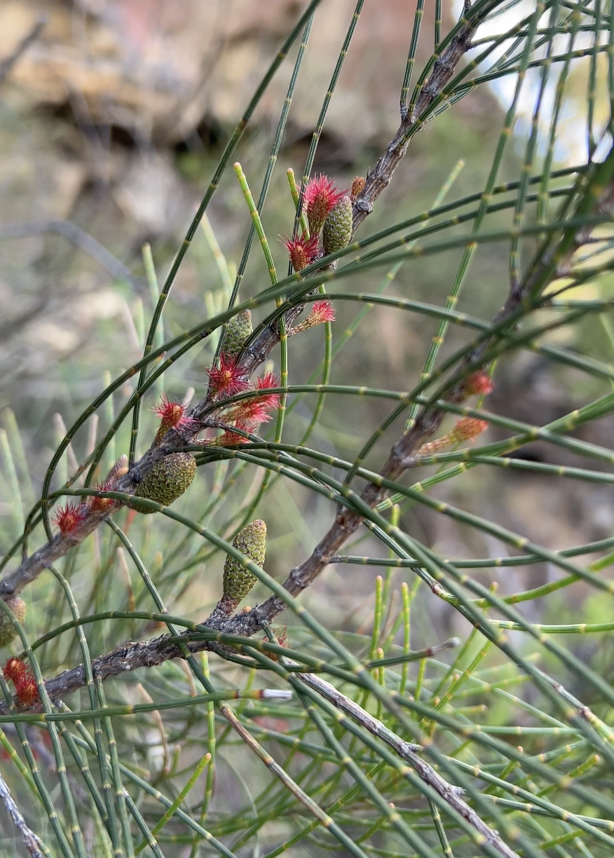 "Sheoaks: Australia’s Unsung Native Trees with Fascinating Adaptations" — The Gardeners Lodge
